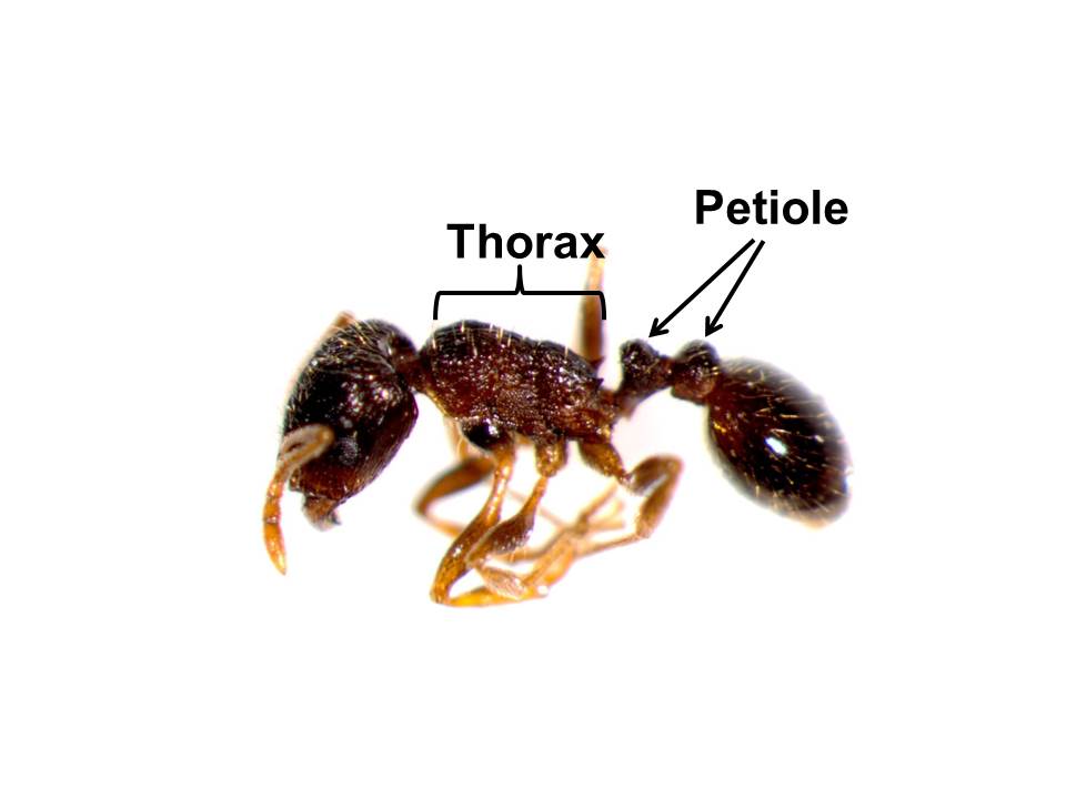 Carpenter Ants Umn Extension